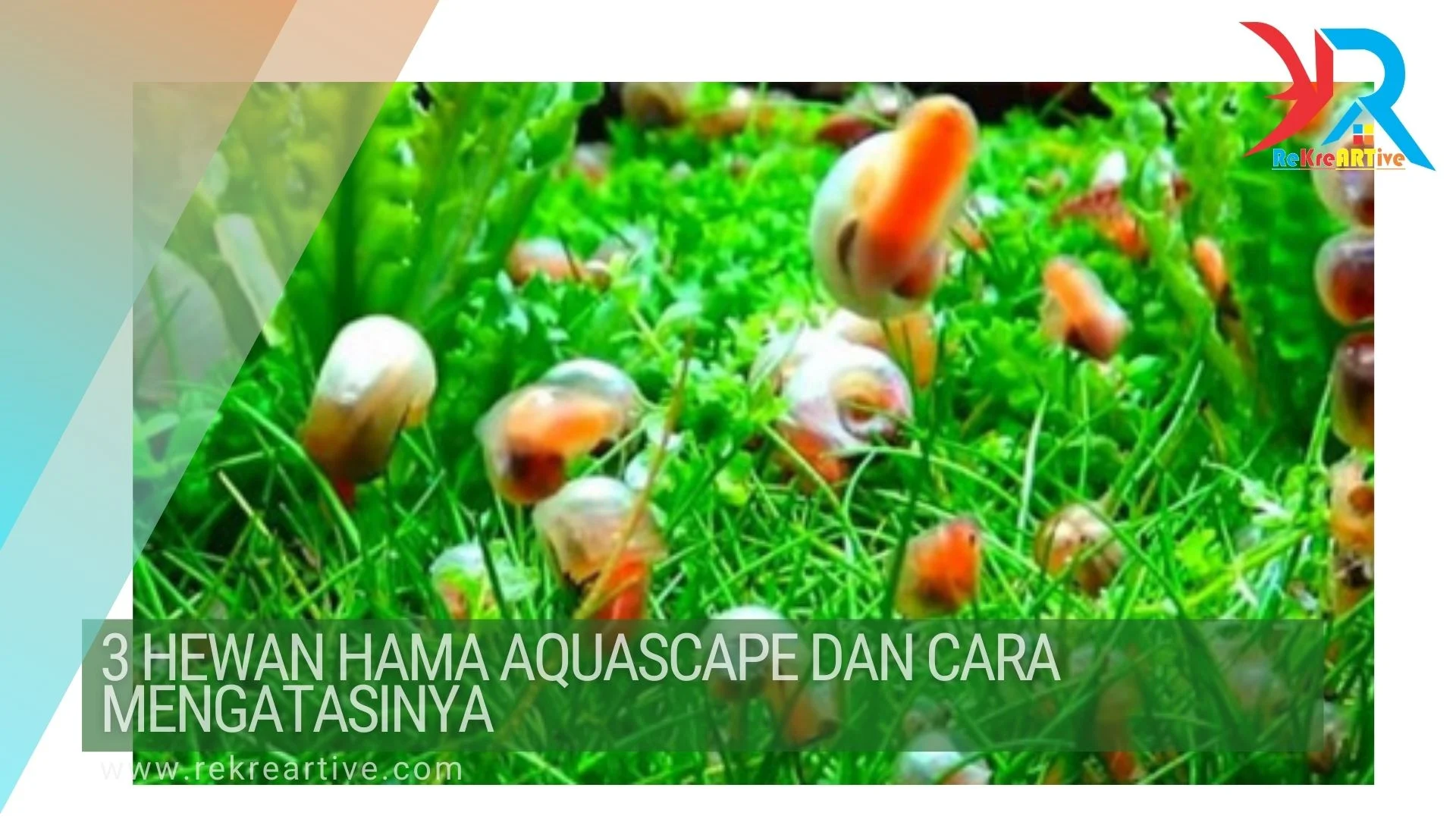 3 Hewan Hama Aquascape dan Cara Mengatasinya - rekreartive
