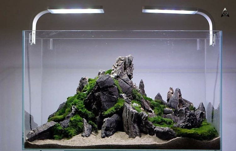 Aquascape Minimalis Tema yg Cocok & Cara membuat - rekreartive