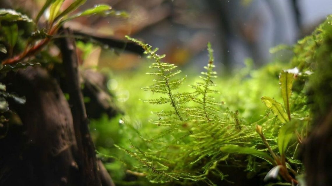 Macam Tanaman Moss Aquascape Terbaik dan Mudah di Rawat - rekreartive