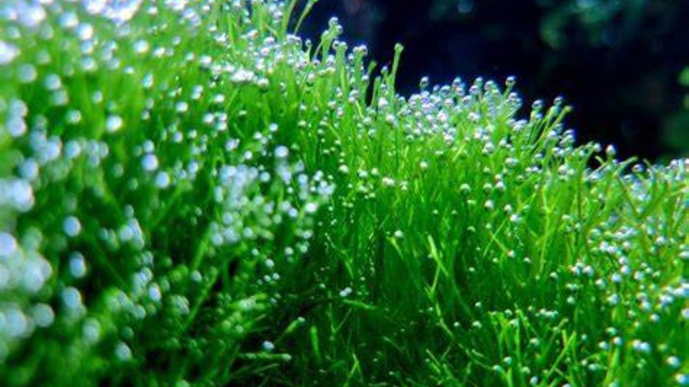 Macam Tanaman Moss Aquascape Terbaik dan Mudah di Rawat - rekreartive