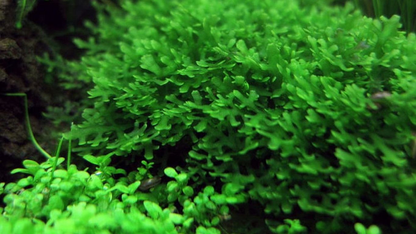 Macam Tanaman Moss Aquascape Terbaik dan Mudah di Rawat - rekreartive