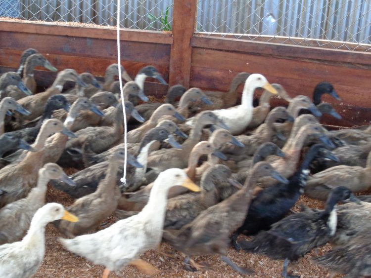 10 Contoh Hewan Ternak Yang Menguntungkan - rekreartive