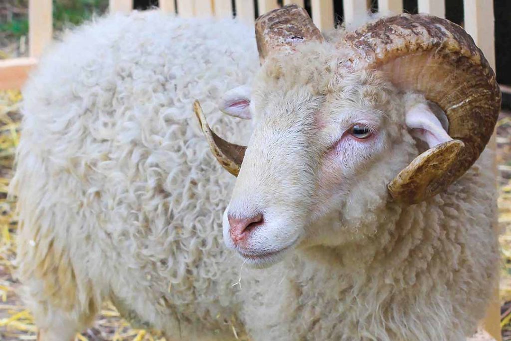 10 Contoh Hewan Ternak Yang Menguntungkan - rekreartive