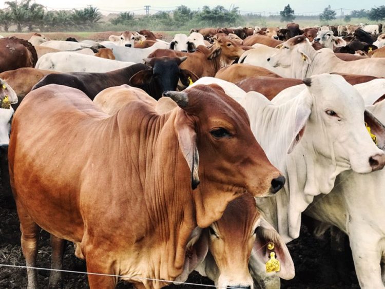 10 Contoh Hewan Ternak Yang Menguntungkan - rekreartive