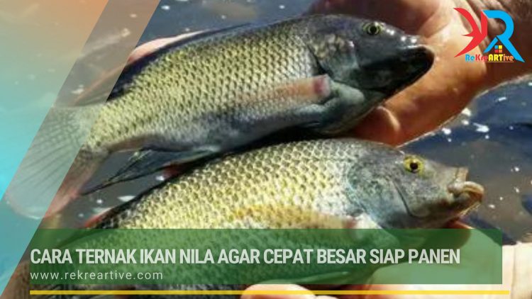 Cara Ternak Ikan Nila Agar Cepat Besar Siap Panen - rekreartive