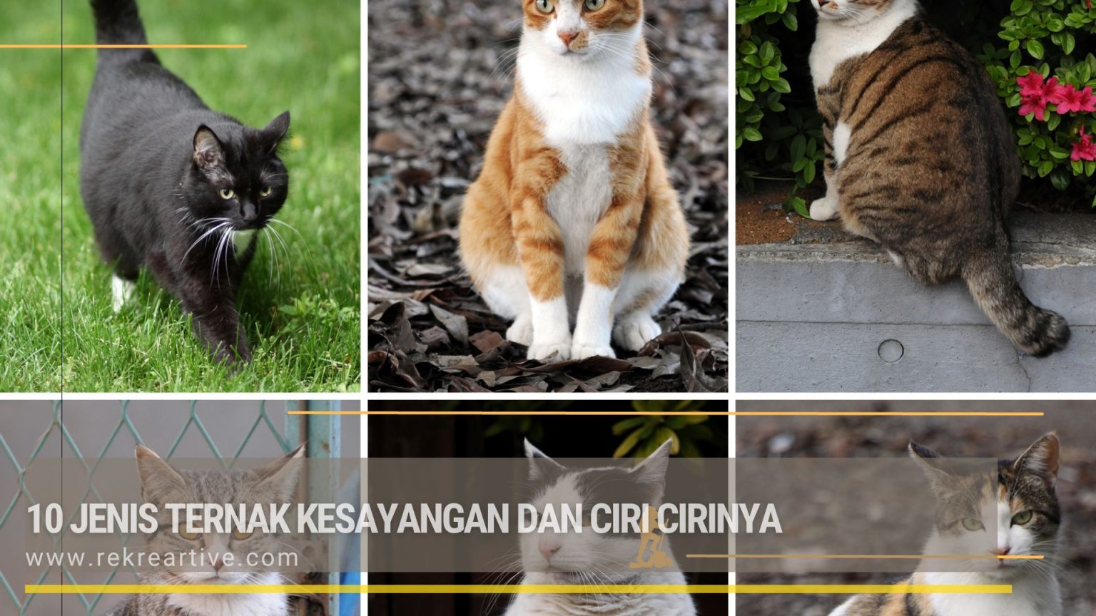 10 Jenis Ternak Kesayangan dan Ciri Cirinya - rekreartive