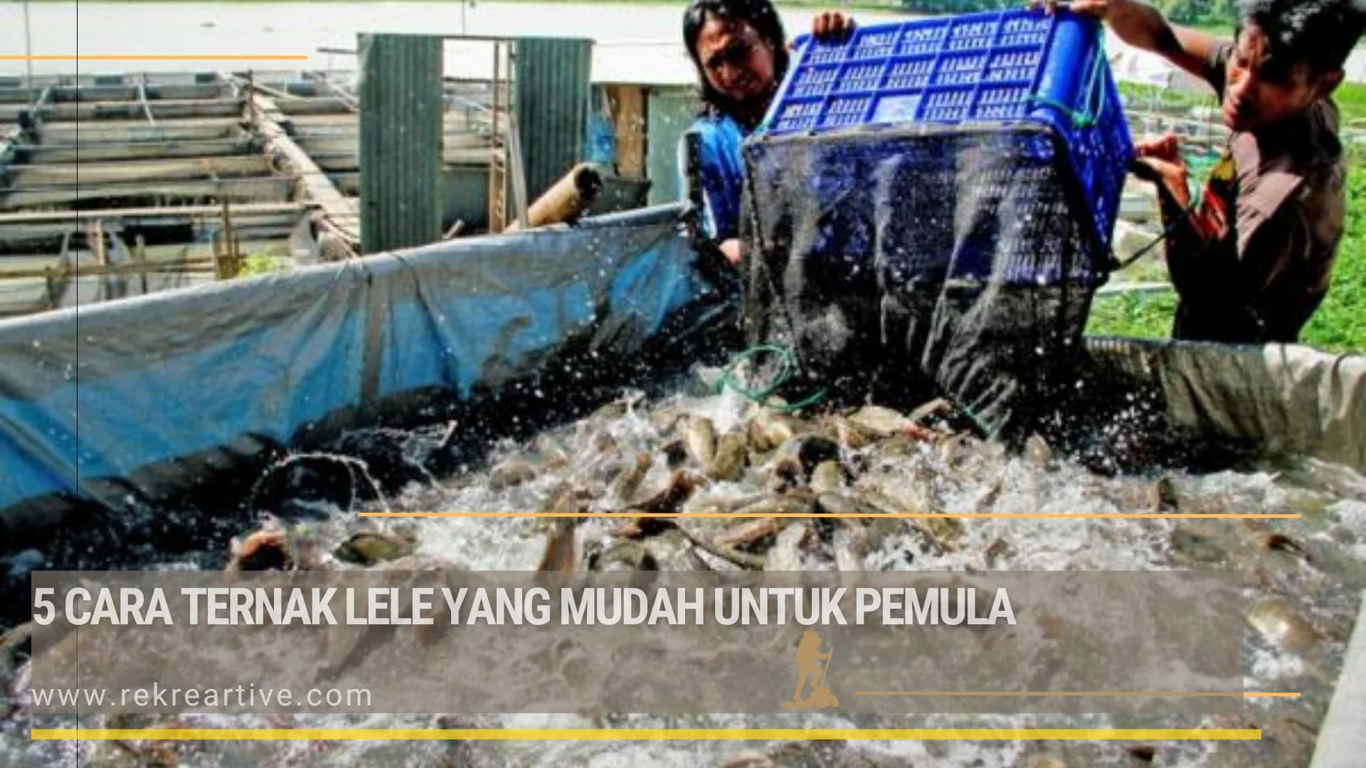 5 Cara Ternak Lele yang Mudah Untuk Pemula - rekreartive