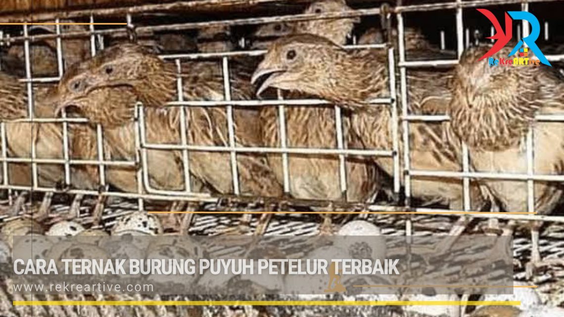 Cara Ternak Burung Puyuh Menguntungkan dan Resiko Kecil - rekreartive
