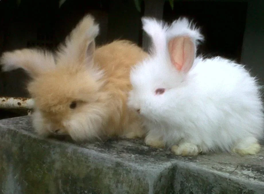 10 Jenis Ternak Kesayangan dan Ciri Cirinya - rekreartive