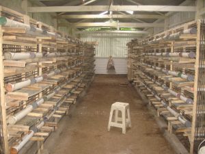 Cara Ternak Burung Puyuh Menguntungkan dan Resiko Kecil - rekreartive