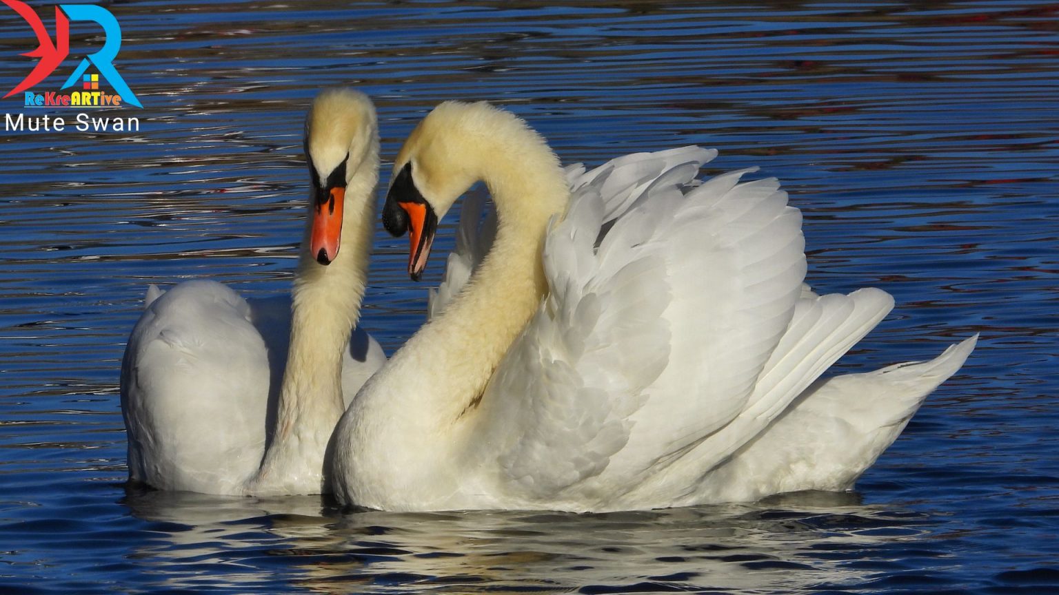 Panduan Lengkap Cara Ternak Angsa di Indonesia - rekreartive