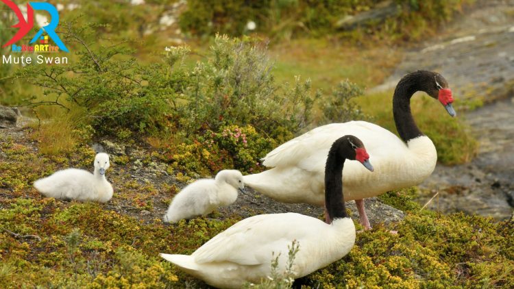 Ternak Angsa : Cara Beternak berbagai Jenis Angsa Lengkap Mudah dan ...