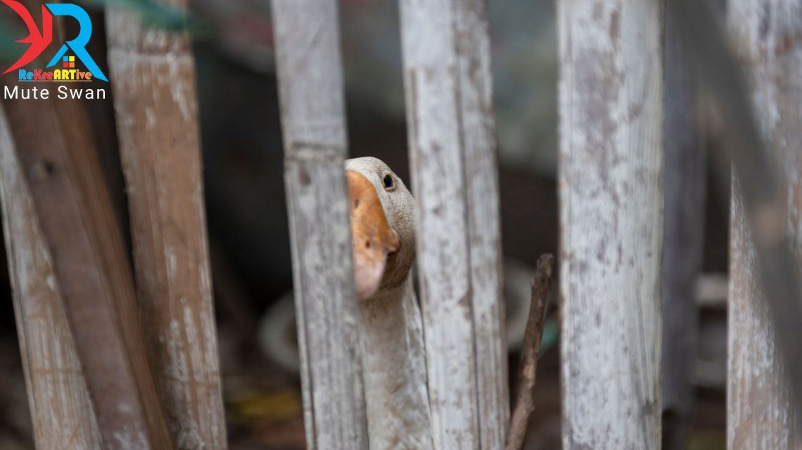 Panduan Lengkap Cara Ternak Angsa di Indonesia - rekreartive