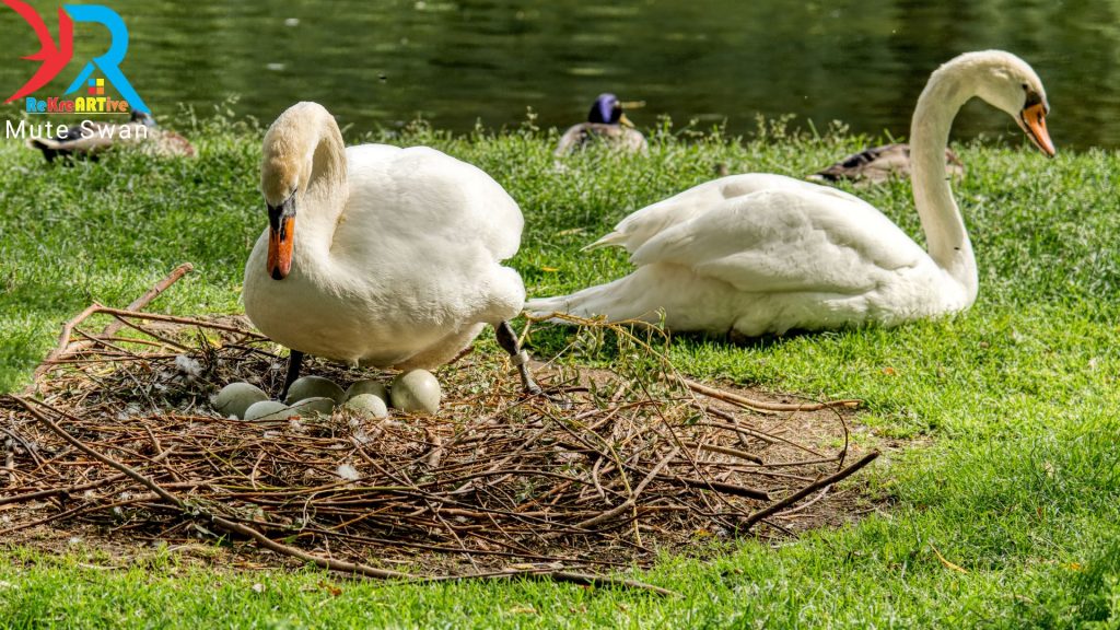 Panduan Lengkap Cara Ternak Angsa di Indonesia - rekreartive