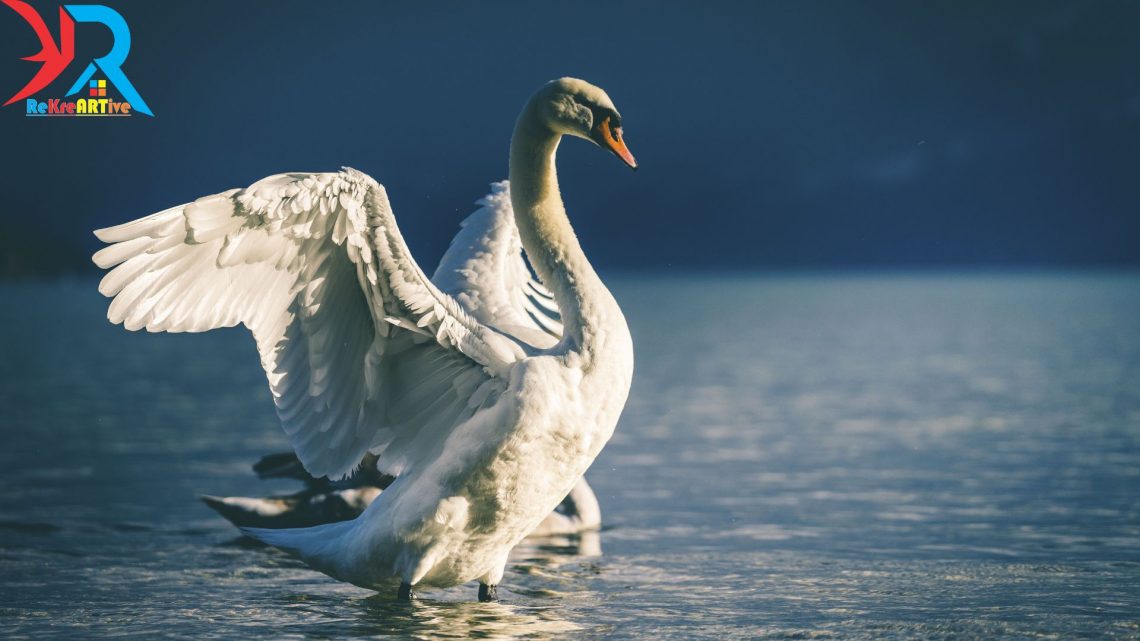 Panduan Lengkap Cara Ternak Angsa di Indonesia - rekreartive