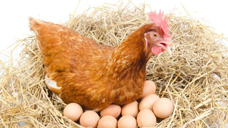 Jenis Ayam Ternak : Pedaging, Petelur, hingga Ayam Hias - rekreartive