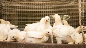 Jenis Ayam Ternak : Pedaging, Petelur, hingga Ayam Hias - rekreartive