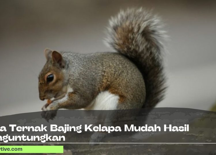 Ternak Angsa : Cara Beternak berbagai Jenis Angsa Lengkap Mudah dan ...