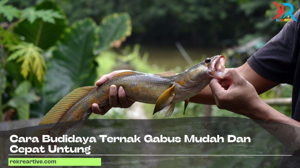 Cara Budidaya Ternak Gabus Mudah Dan Cepat Untung - rekreartive