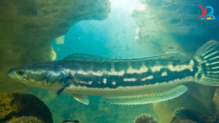 Cara Budidaya Ternak Gabus Mudah Dan Cepat Untung - rekreartive