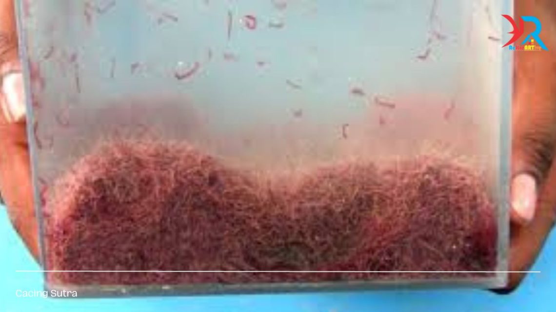Cara Ternak Cacing Sutra Panduan Lengkap - Menguntungkan - rekreartive