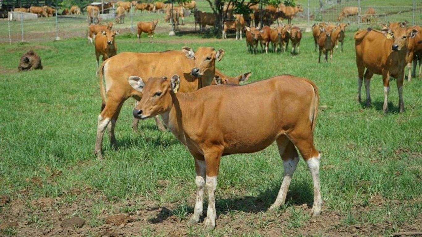 Cara Ternak Sapi Bali untuk Pemula Mudah & Menguntungkan - rekreartive