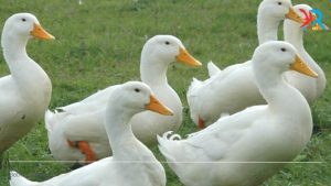 Panduan Ternak Bebek Lengkap Untuk Pemula - rekreartive