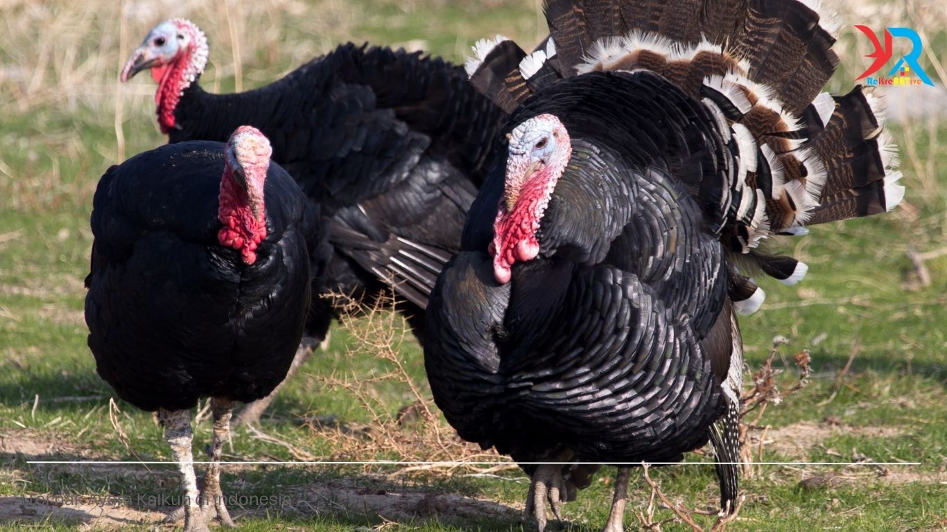 Ternak Ayam Kalkun di Indonesia Potensi dan Peluang Bisnis - rekreartive