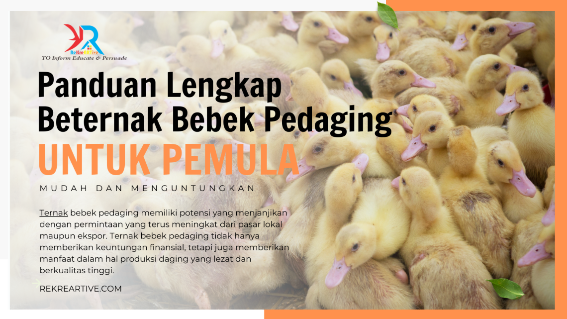 Ternak Bebek Pedaging Panduan Lengkap Untuk Pemula 100 ekor - rekreartive