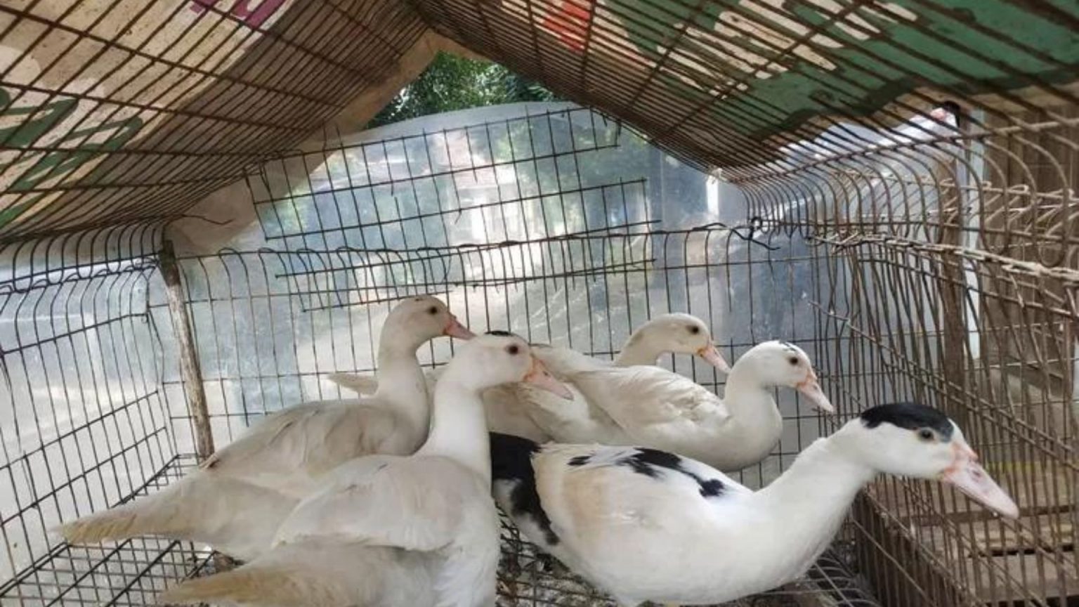 Cara Ternak Entok Untuk Pemula Mudah dan Untung Besar - rekreartive