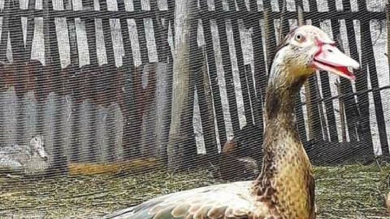 Cara Ternak Entok Untuk Pemula Mudah dan Untung Besar - rekreartive