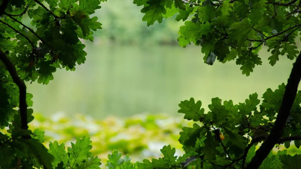 Framing Fotografi Teknik Dasar yang Wajib Diketahui - rekreartive