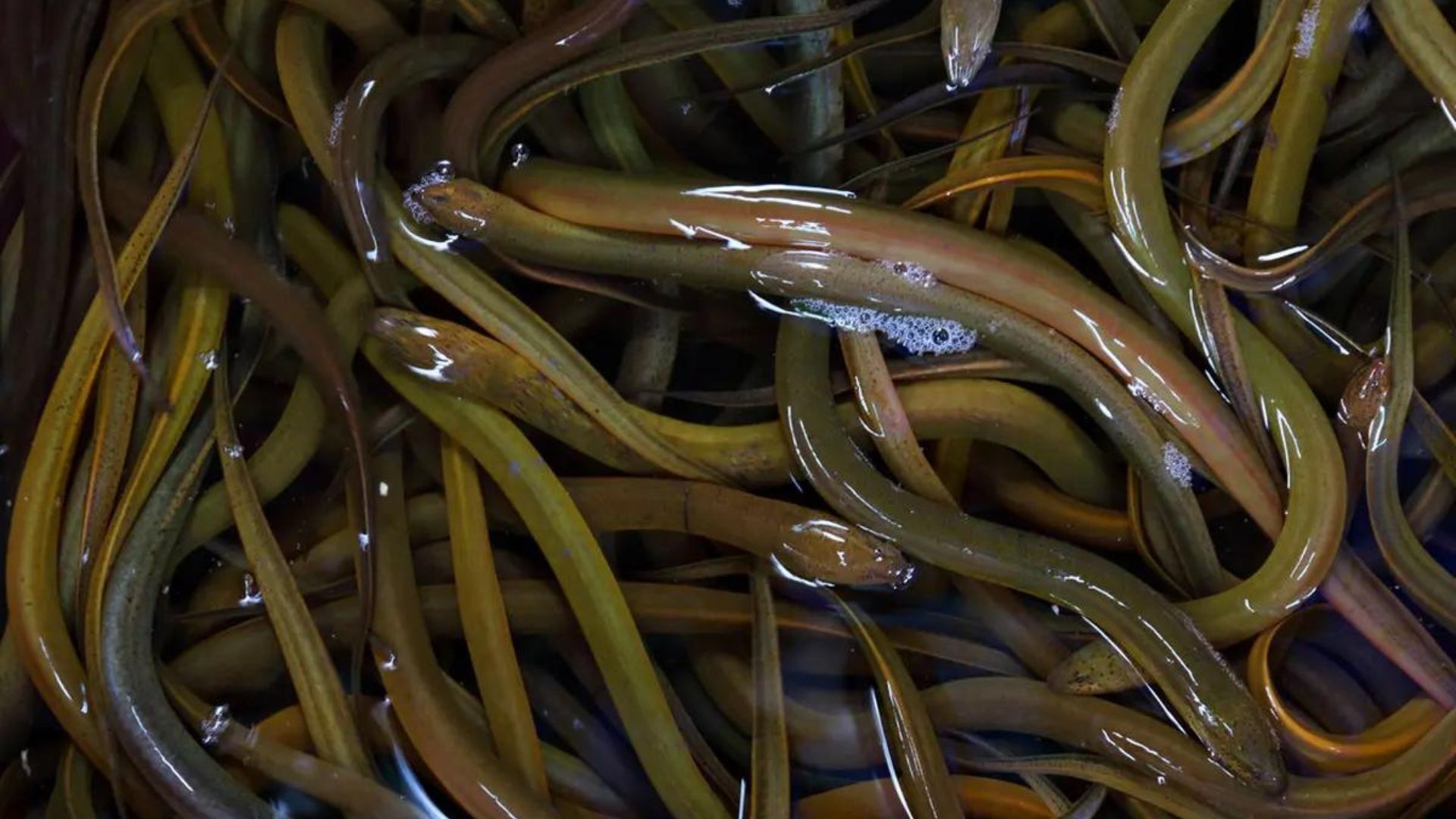 Cara Ternak Belut Mudah dan Menguntungkan [Panduan Lengkap] - rekreartive