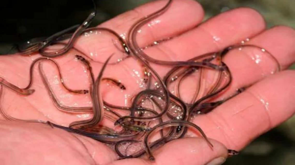 Cara Ternak Belut Mudah dan Menguntungkan [Panduan Lengkap] - rekreartive