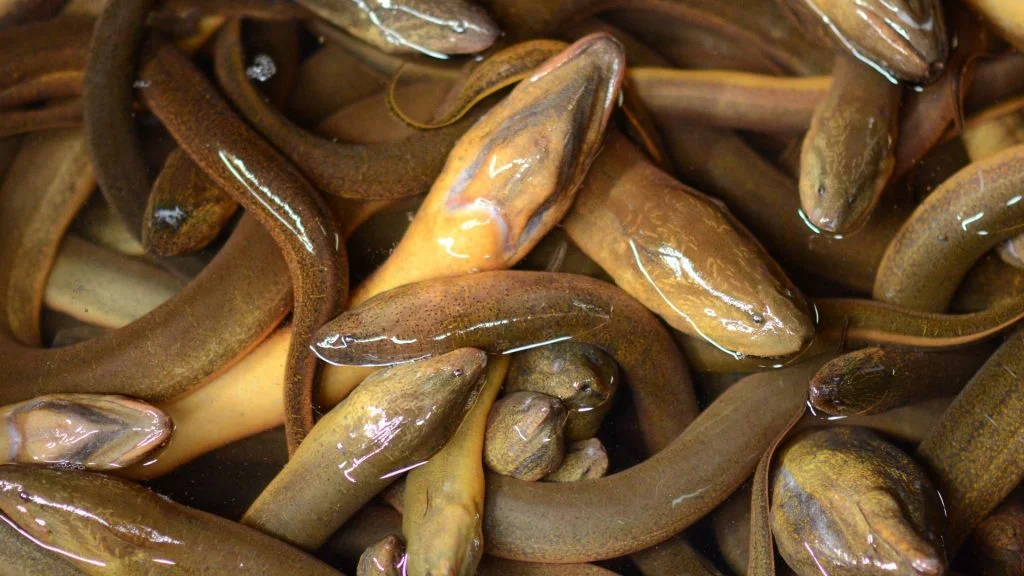 Ternak Belut Modern Inovasi Lebih Mudah dan Menguntungkan - rekreartive