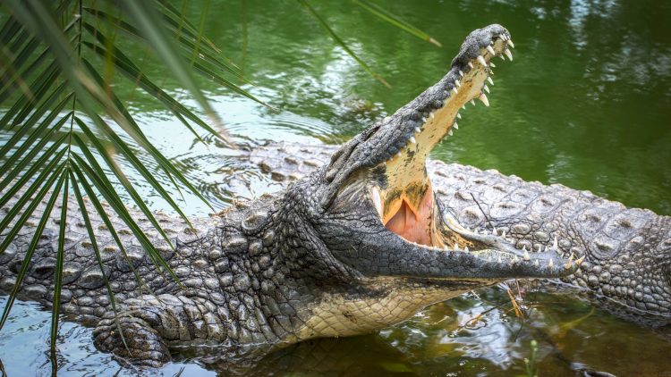 Cara Ternak Buaya atau Penangkaran Buaya yang Tepat - rekreartive