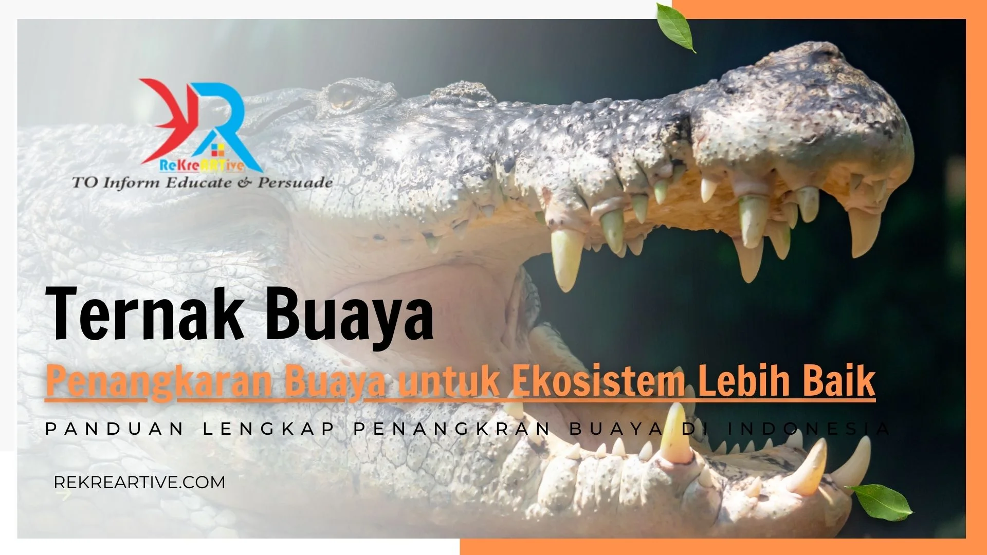 Cara Ternak Buaya atau Penangkaran Buaya yang Tepat - rekreartive