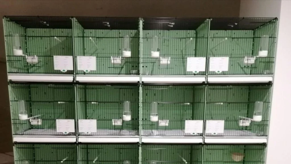 Cara Ternak Kenari Untuk Pemula Mudah Menguntungkan dan Cepat Bertelur ...