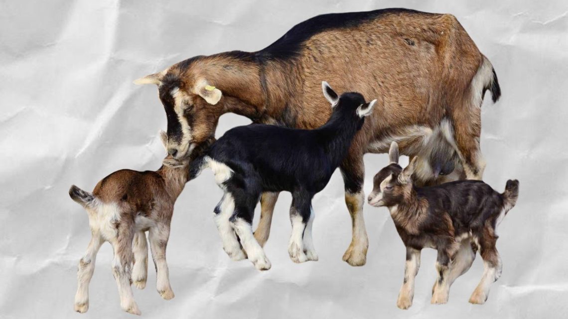 Jenis Kambing Ternak Populer di Indonesia - rekreartive