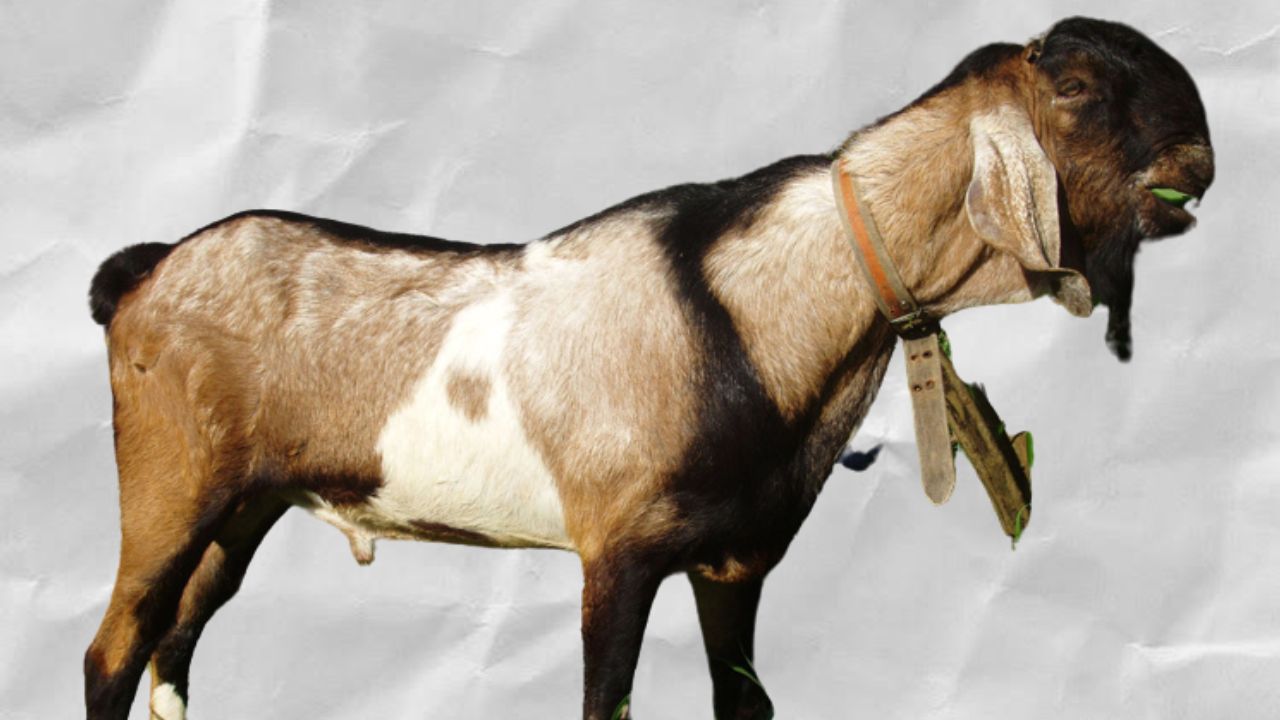 Jenis Kambing Ternak Populer di Indonesia - rekreartive