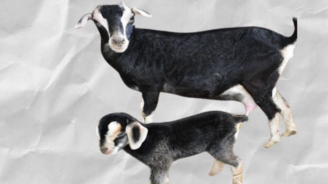 Jenis Kambing Ternak Populer di Indonesia - rekreartive