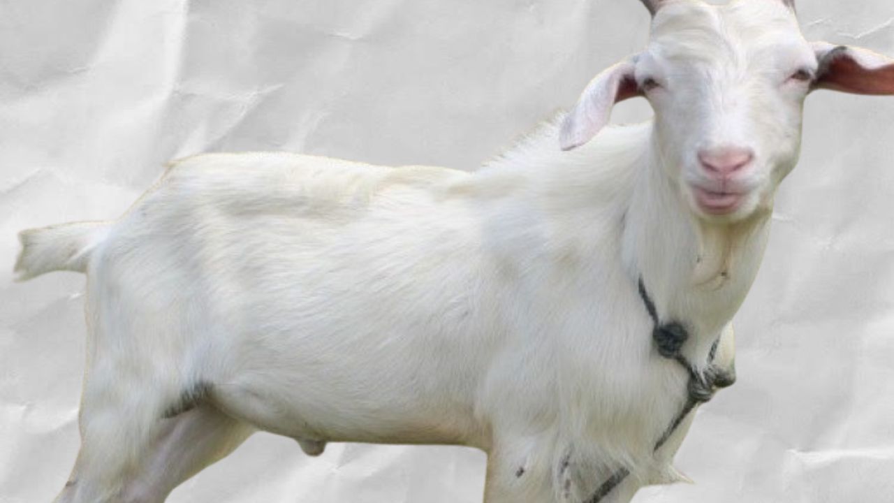 Jenis Kambing Ternak Populer di Indonesia - rekreartive