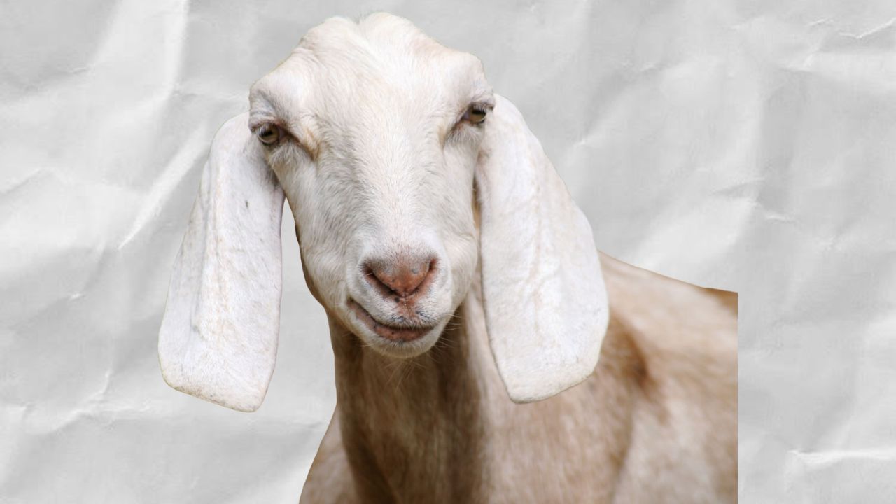 Jenis Kambing Ternak Populer di Indonesia - rekreartive