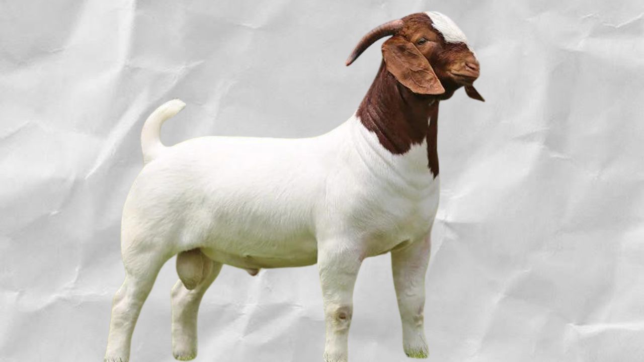 Jenis Kambing Ternak Populer di Indonesia - rekreartive