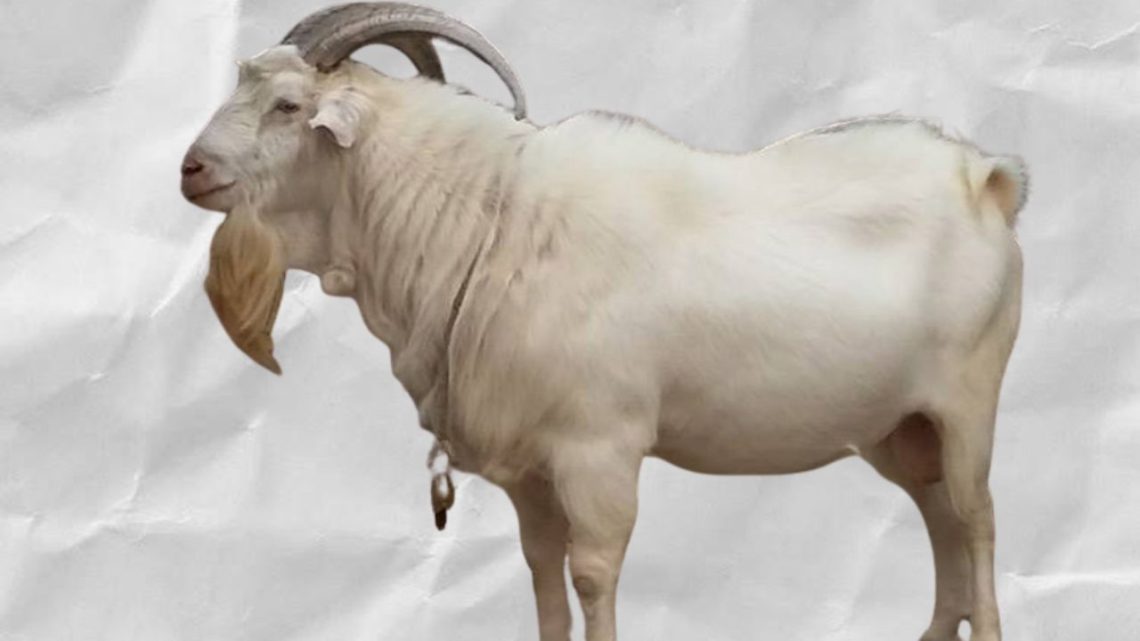 Jenis Kambing Ternak Populer di Indonesia - rekreartive