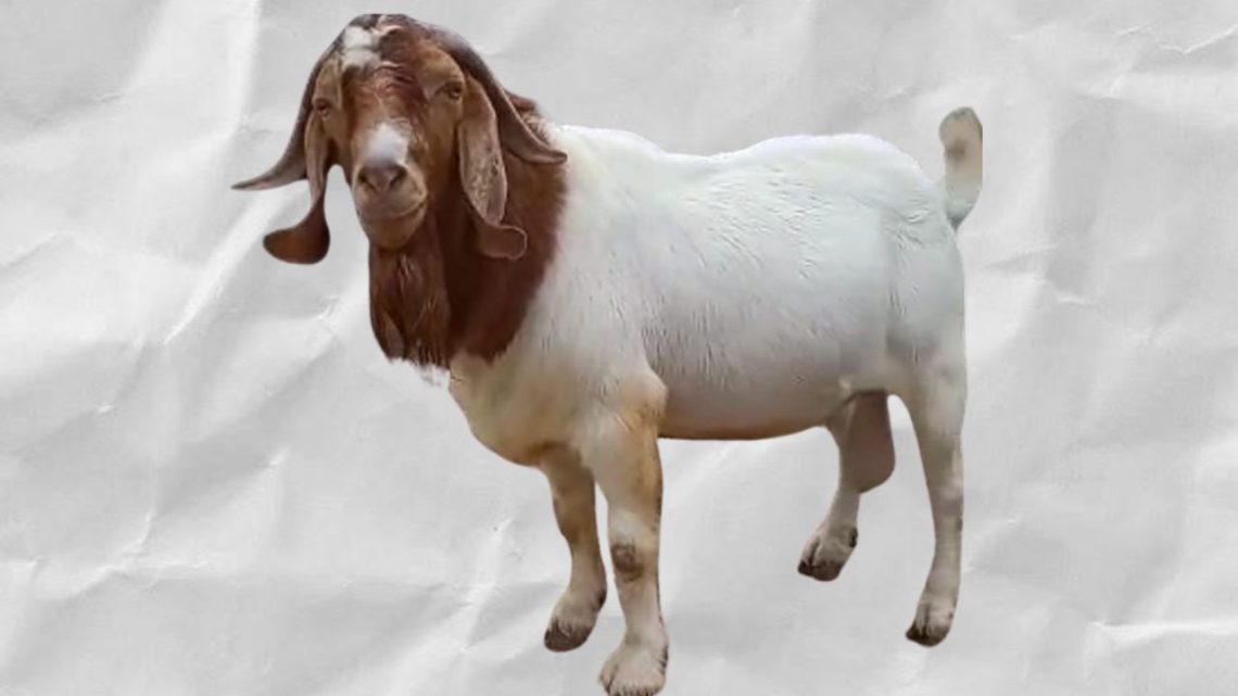 Jenis Kambing Ternak Populer di Indonesia - rekreartive