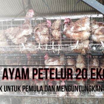 Jenis Ayam Ternak : Pedaging, Petelur, hingga Ayam Hias - rekreartive